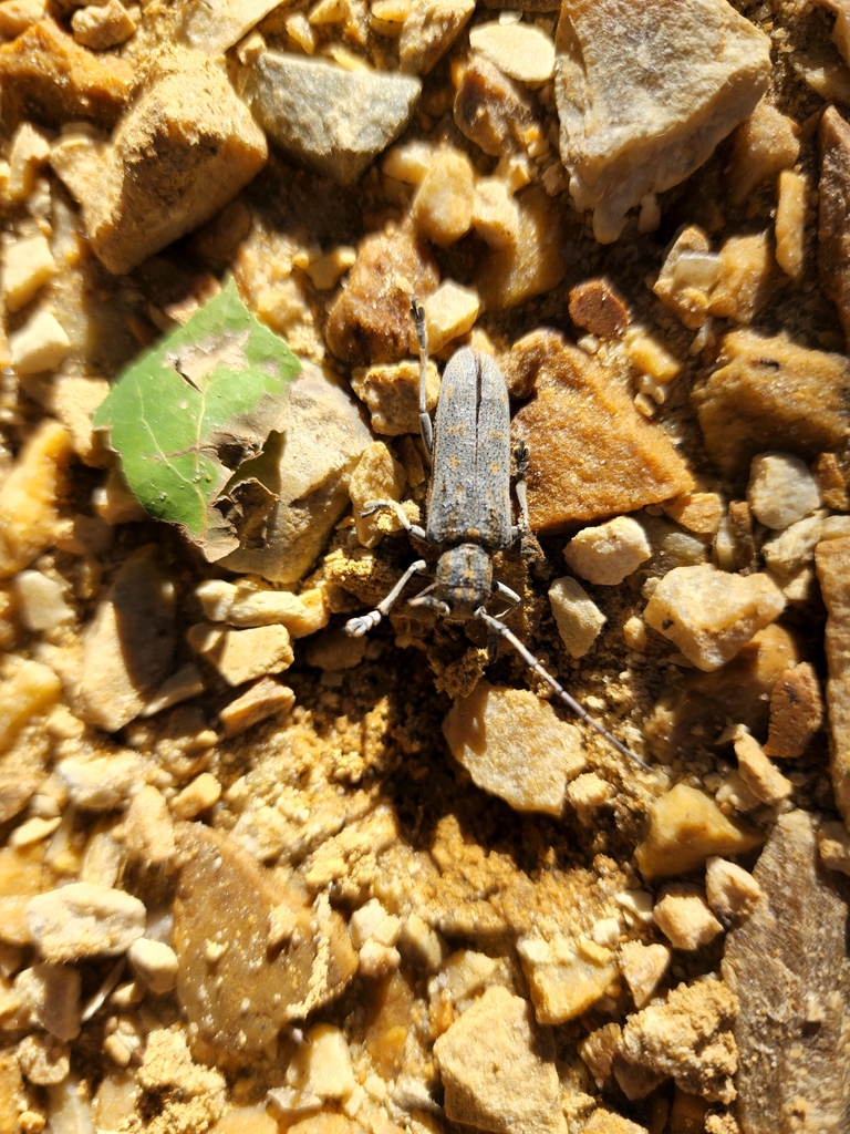 Poplar Borer from Division No. 12, CA-AB, CA on August 09, 2022 at 06: ...