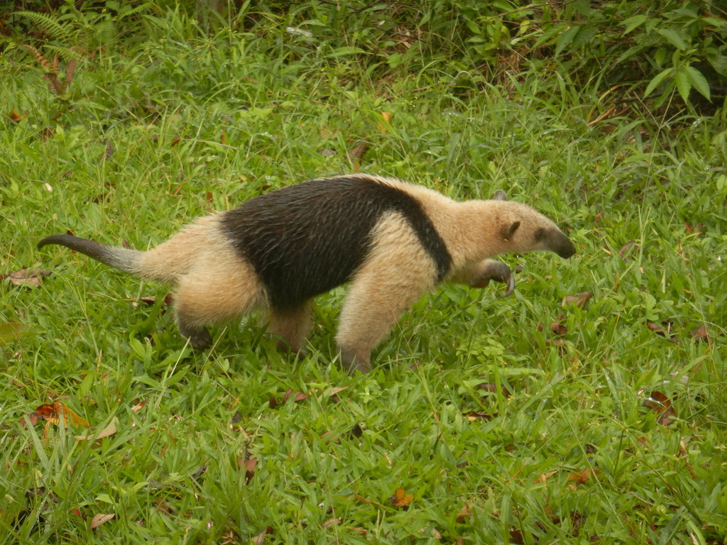 Northern Tamandua (Tamandua mexicana) - Know Your Mammals