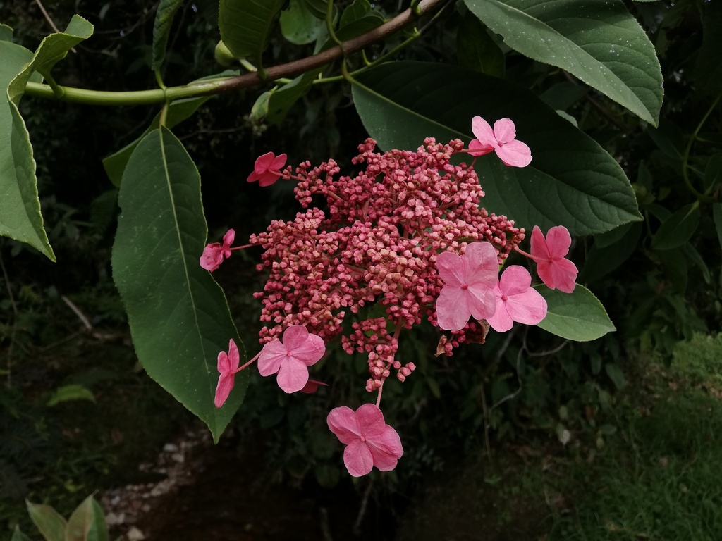 hydrangeas (Hydrangea) - Botanical Realm