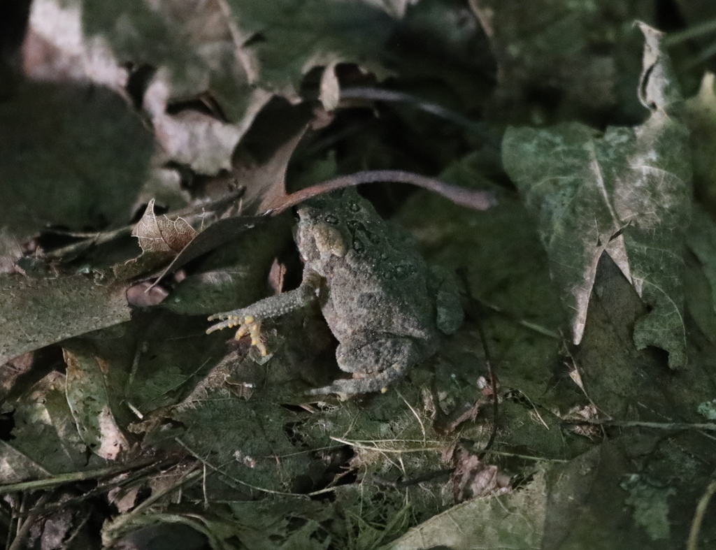 American Toad from Madison, WI, USA on August 17, 2022 at 07:22 AM by ...