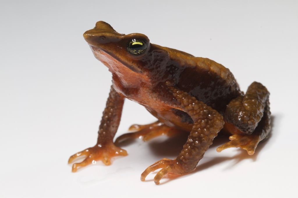 Atelopus nahumae (Anfibios El Dorado) · iNaturalist
