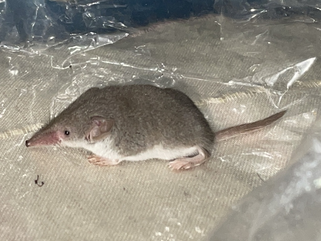 Eastern Lesser White-toothed Shrew from Khovd, MN on August 17, 2022 at ...