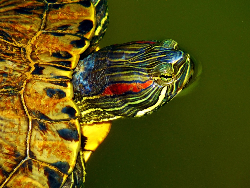 Red-eared Slider from Walkersville, Maryland on July 17, 2013 by ...