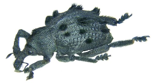 Desmidophorus funebris · iNaturalist