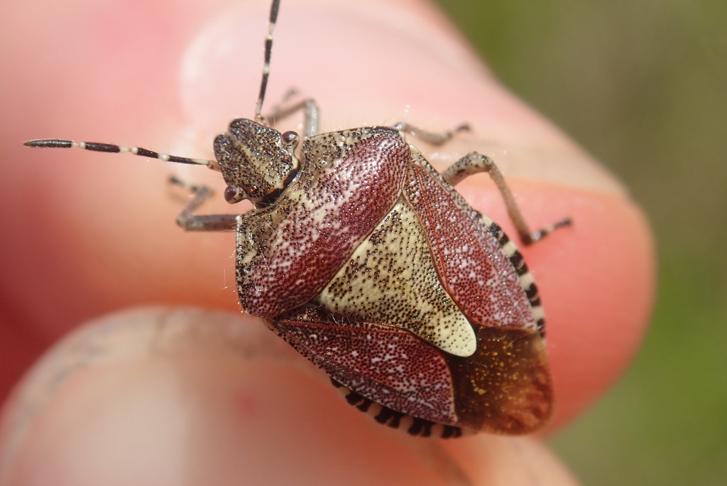Sloe Bug from Liège, Wallonie, Belgium on July 05, 2022 at 03:57 PM by ...