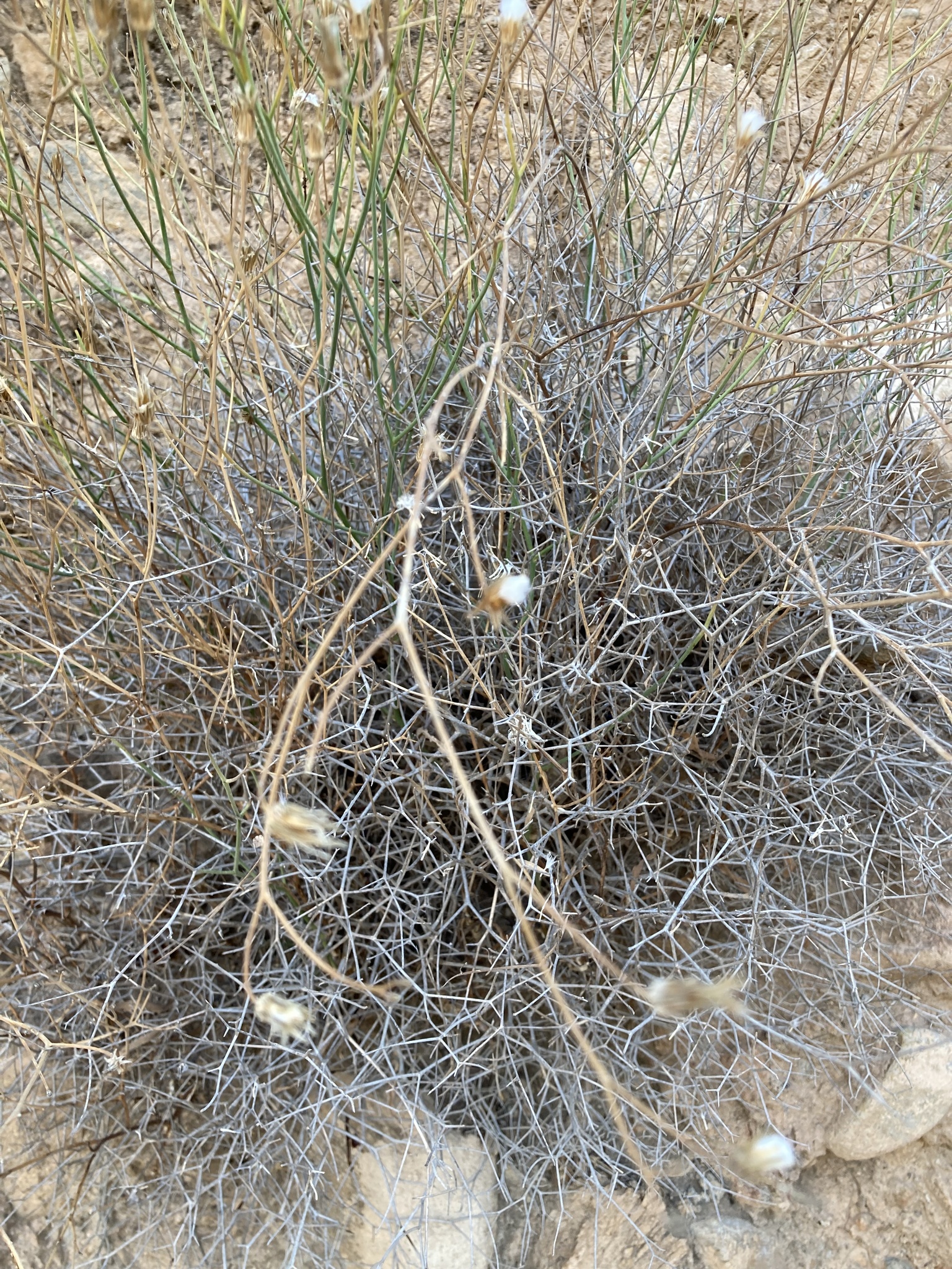 Launaea lanifera Pau