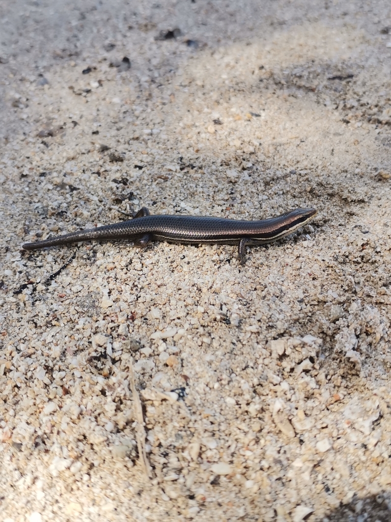 Mayan Skink from Hunucmá, Yucatán, México on August 17, 2022 at 10:48 ...