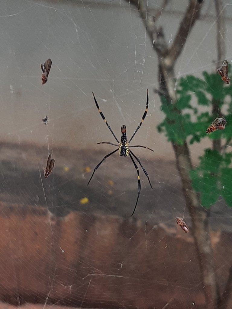 Giant Golden Orbweaver from VGHJ+J8M, Banashankari 6th Stage ...