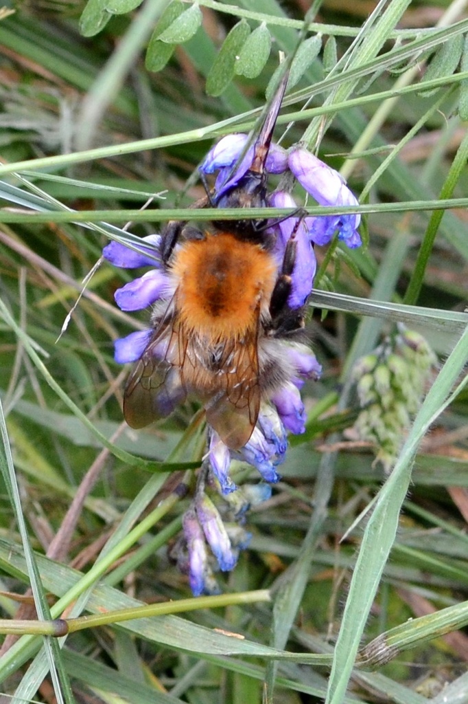 Common Carder Bumble Bee from 289 41 Oseček, Česko on August 13, 2022 ...