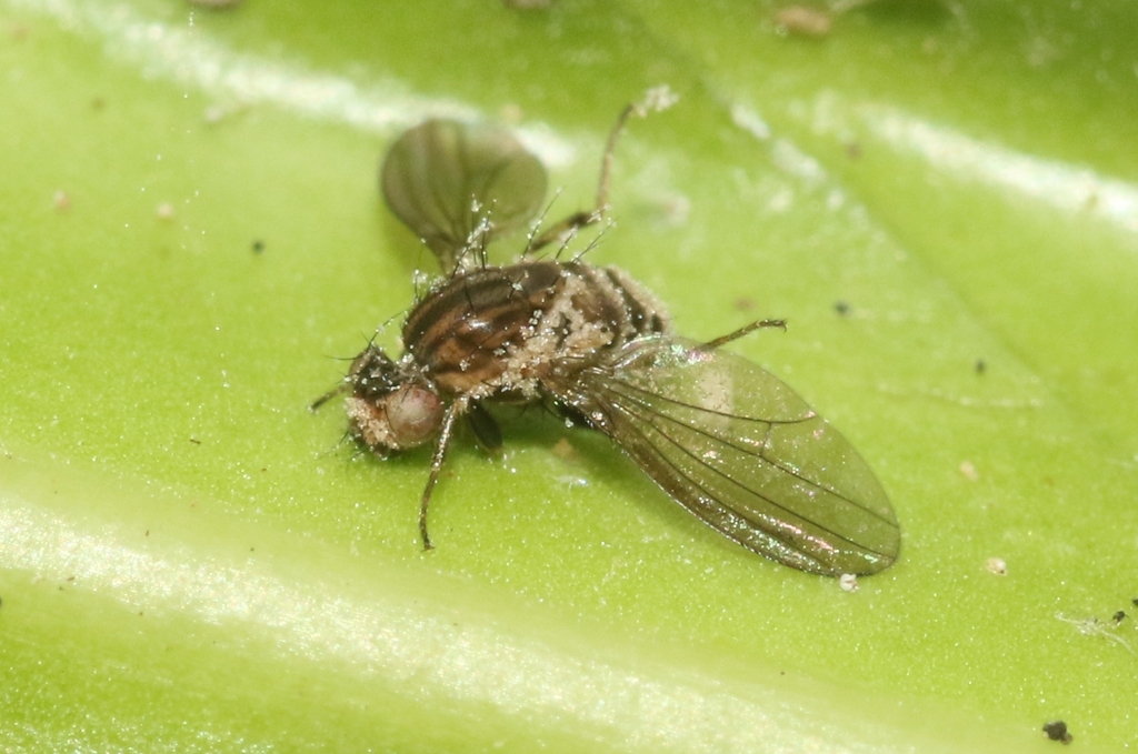 Entomophthora muscae from Kauai, Hawaii, United States on January 24 ...