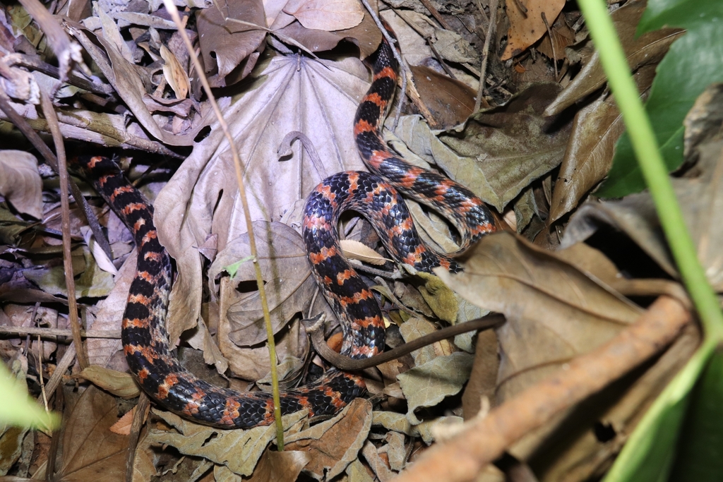 Red-banded Snake from 江苏省南京市江宁区南京方山旅游风景区 on August 16, 2022 at 07:38 PM ...