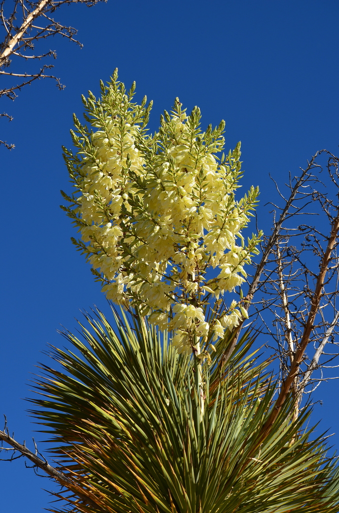 Beaked Yucca from Chisos Mountains, Texas 79834, USA on May 6, 2018 at ...