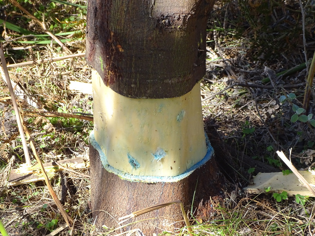 black wattle from Eden, Western Cape, South Africa on August 17, 2022 ...