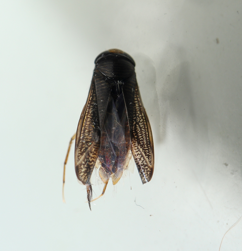 Sigara from Tellervonkatu, Jyväskylä, Suomi on August 17, 2022 at 06:19 ...