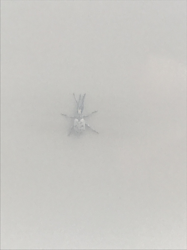 Sri Lanka Weevil from South Causeway Isles, Saint Petersburg, FL, US on ...