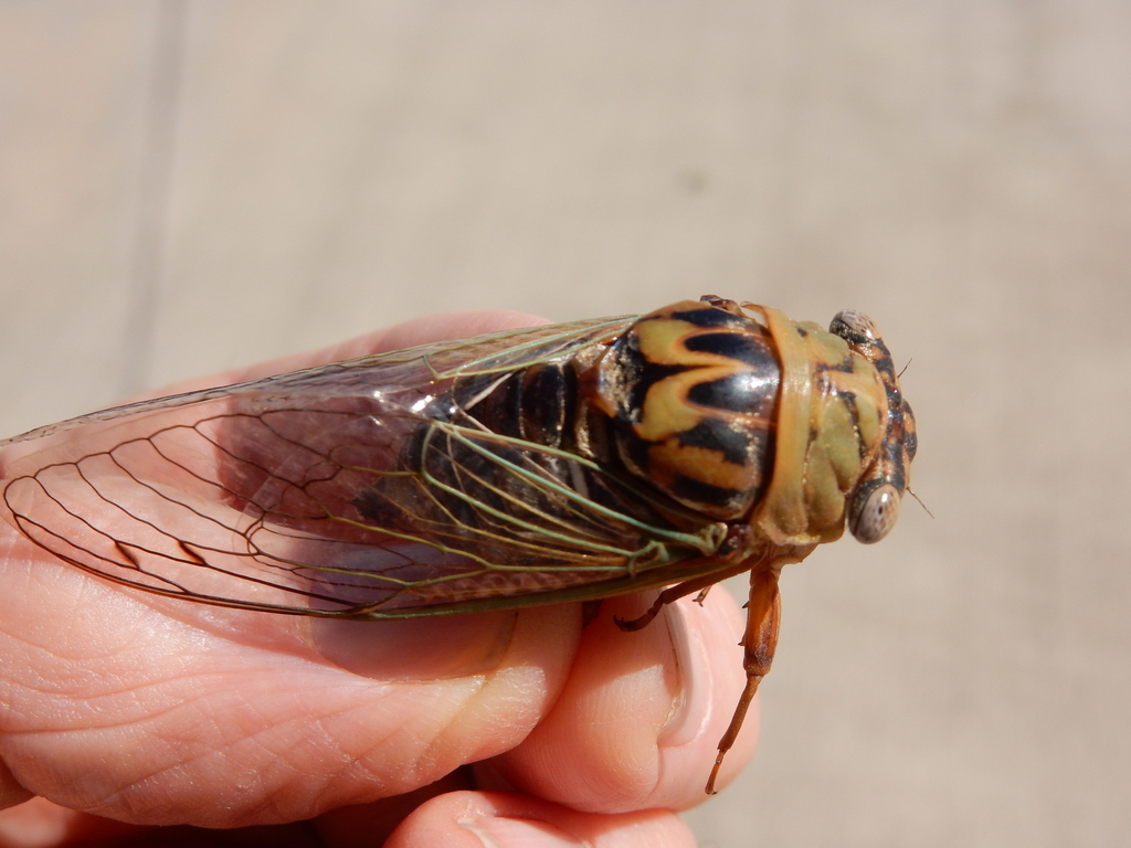 Resh Cicada from Botanical Research Institute of Texas on August 16 ...