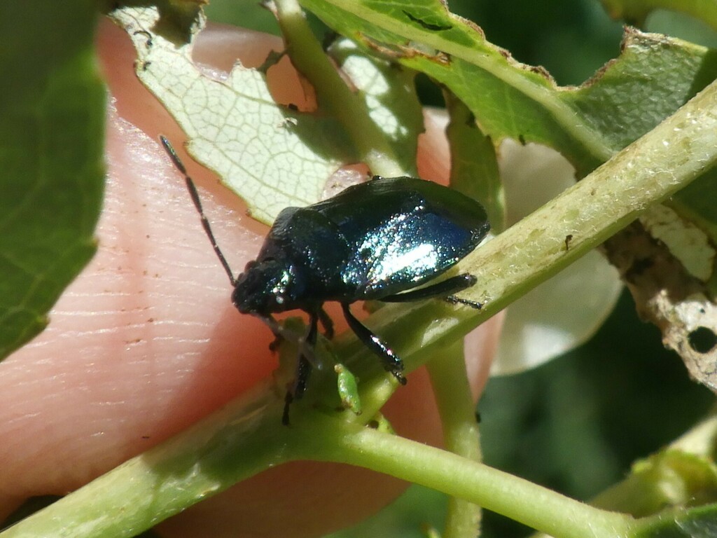 Blue Shield Bug from Новгородский р-н, Новгородская обл., Россия on ...
