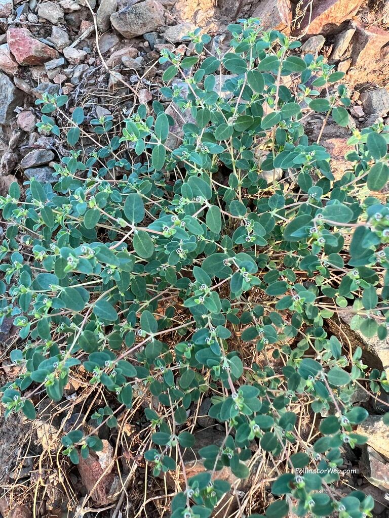 smallseed sandmat from Desert View Village, Phoenix, AZ, USA on August ...