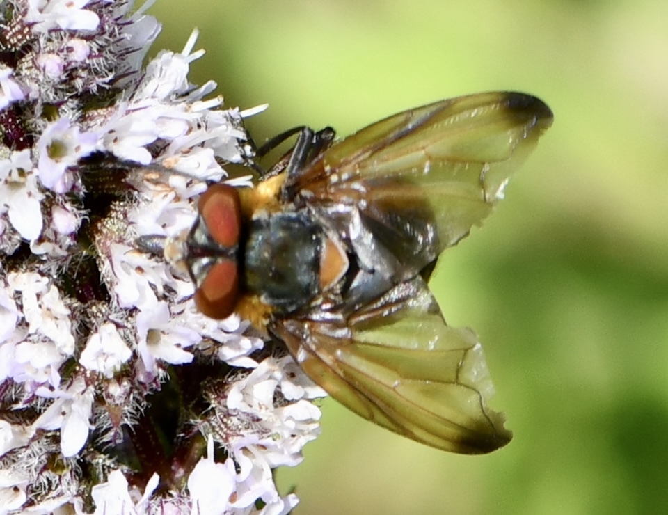 Phasia hemiptera from Altenau, Deutschland on August 16, 2022 at 12:45 ...