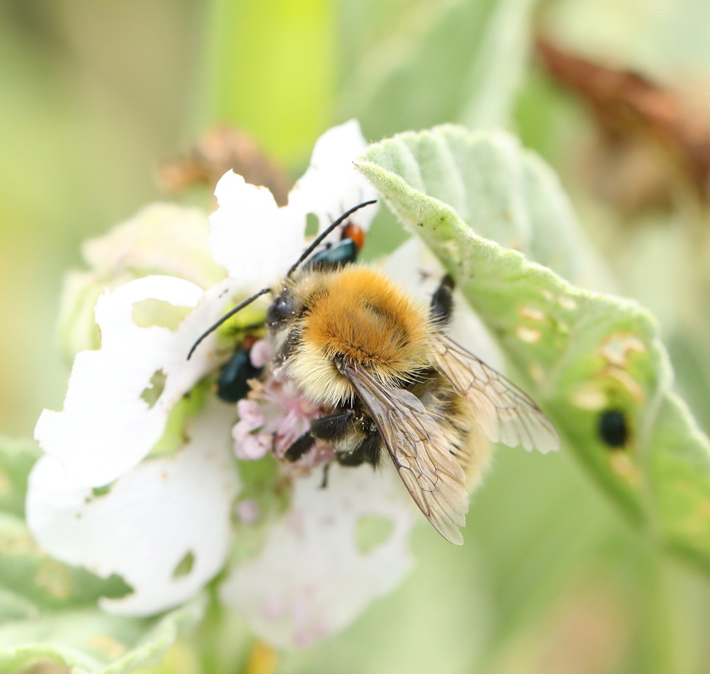 Common Carder Bumble Bee from Oudalle, France on August 17, 2022 at 07: ...