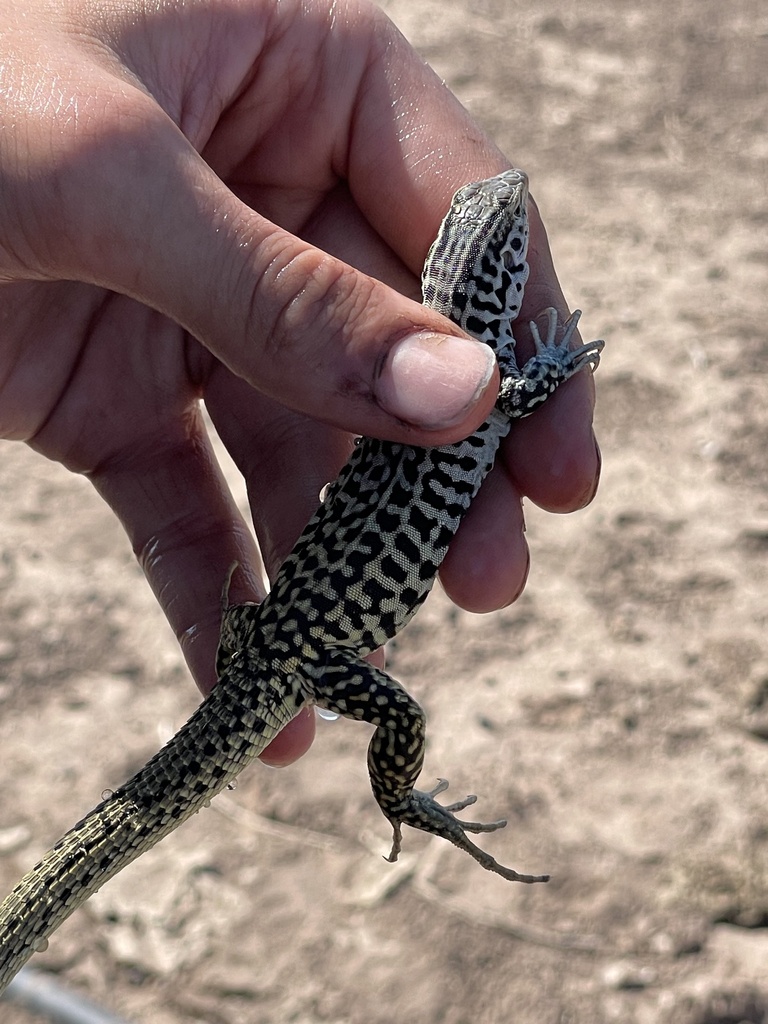 Common Checkered Whiptail from Fort Davis, TX, US on August 13, 2022 at ...