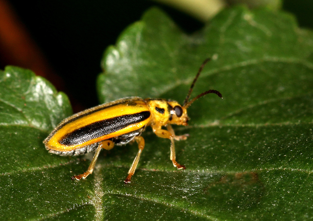 Elm Leaf Beetle from Sienne, Italie on August 08, 2022 at 06:19 PM by ...