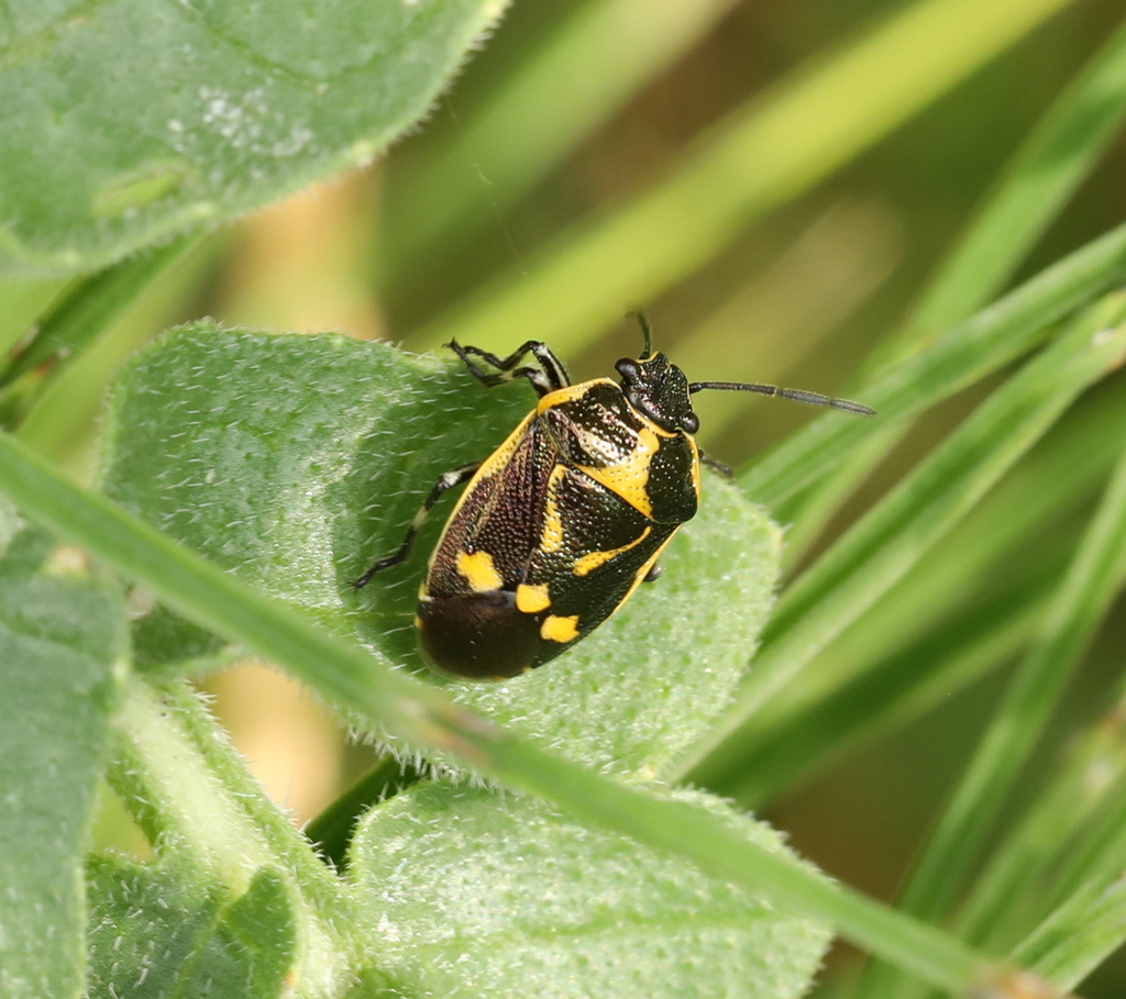 Cabbage Bug from Gonfreville-l'Orcher, France on August 17, 2022 at 07: ...