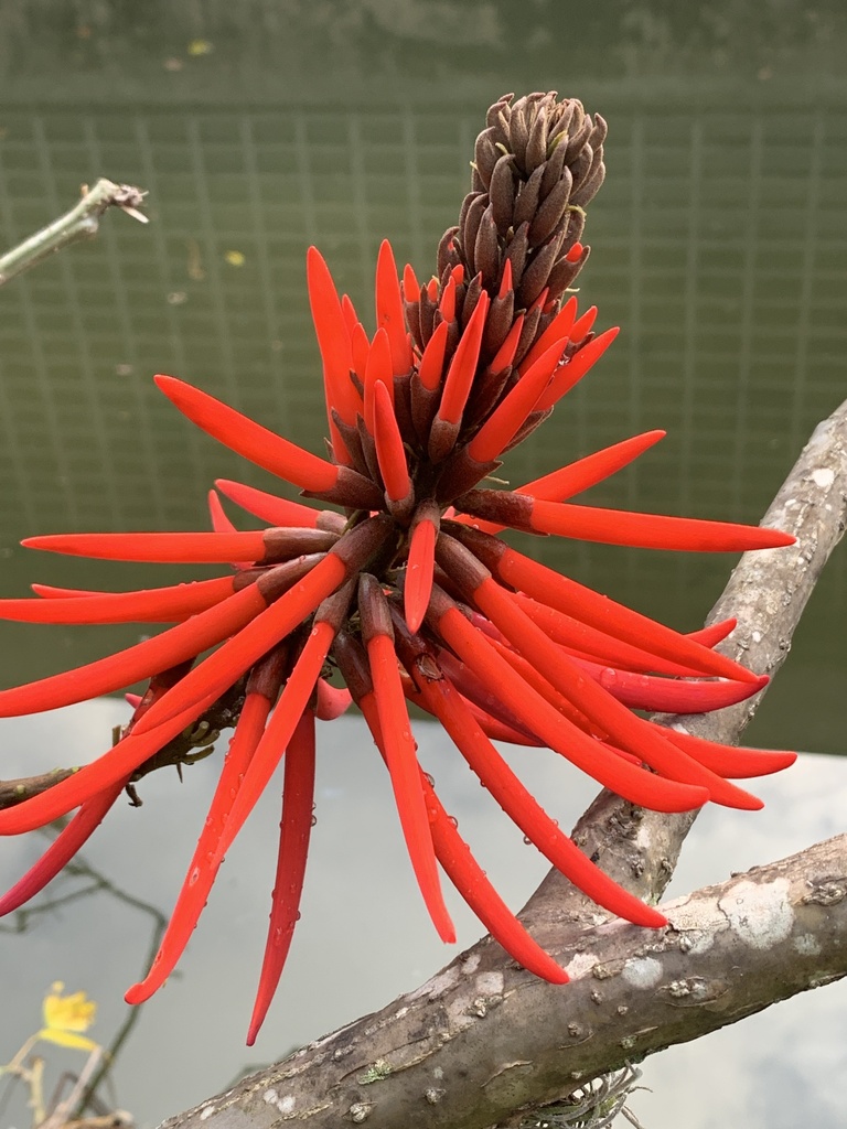 Ivory Coral Tree from São Paulo, BR-SP, BR on July 29, 2022 at 04:59 PM ...