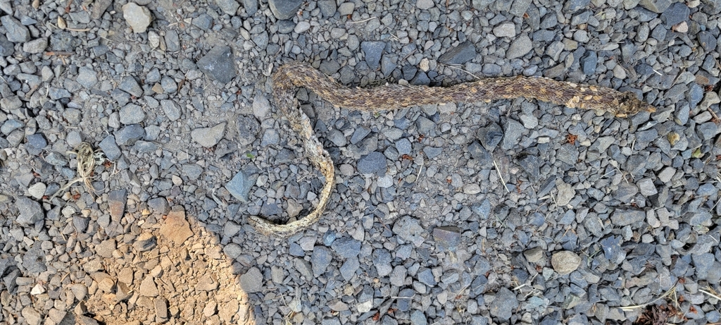 Gopher Snake from The Resort At Skamania Coves on August 17, 2022 at 10 ...