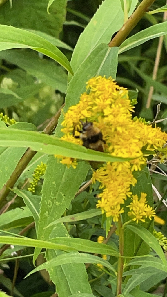 Northern Amber Bumble Bee from Barton on August 17, 2022 at 01:53 PM by ...