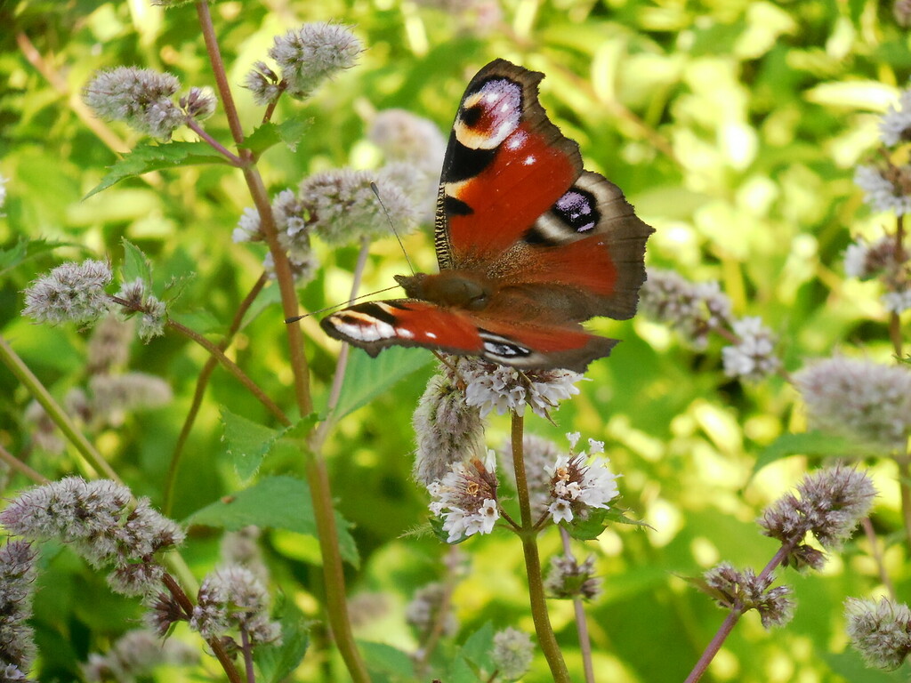 European Peacock Butterfly from Vichuga, Ivanovo Oblast, Russia on ...