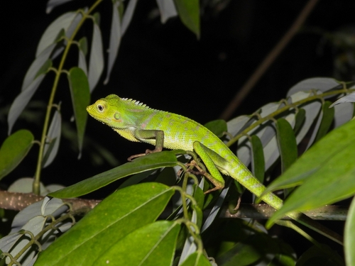 Great Crested Canopy Lizard (Bronchocela jubata) - Snakes and Lizards