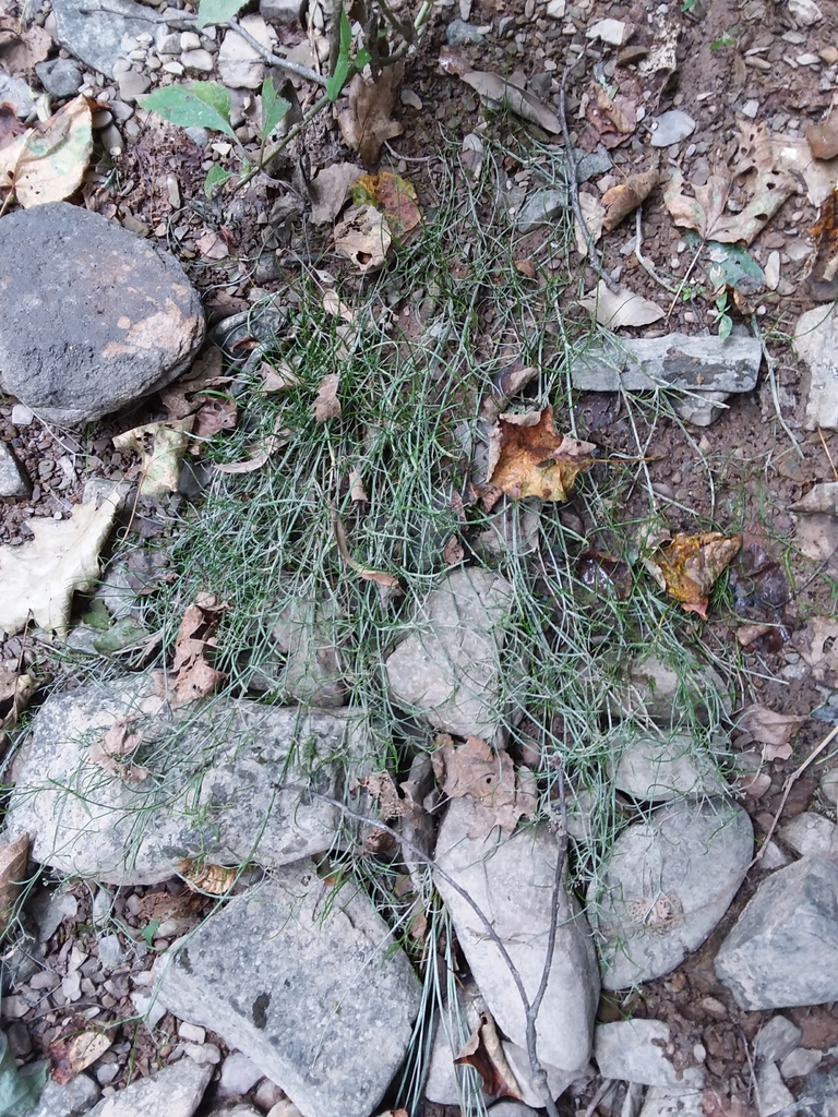 harperella (Ptilimnium nodosum) - Botanical Realm
