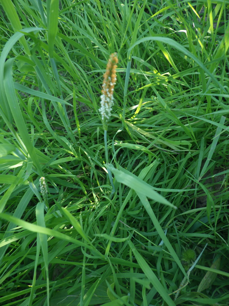 short-awn foxtail from Новгородский р-н, Новгородская обл., Россия on ...