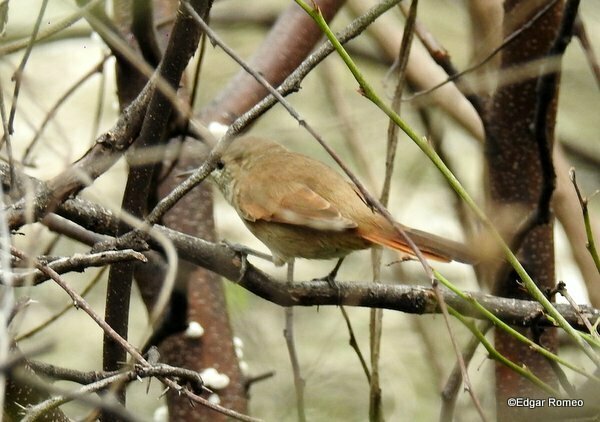 Sharp-billed Canastero from Pirané, Formosa, Argentina on June 21, 2022 ...