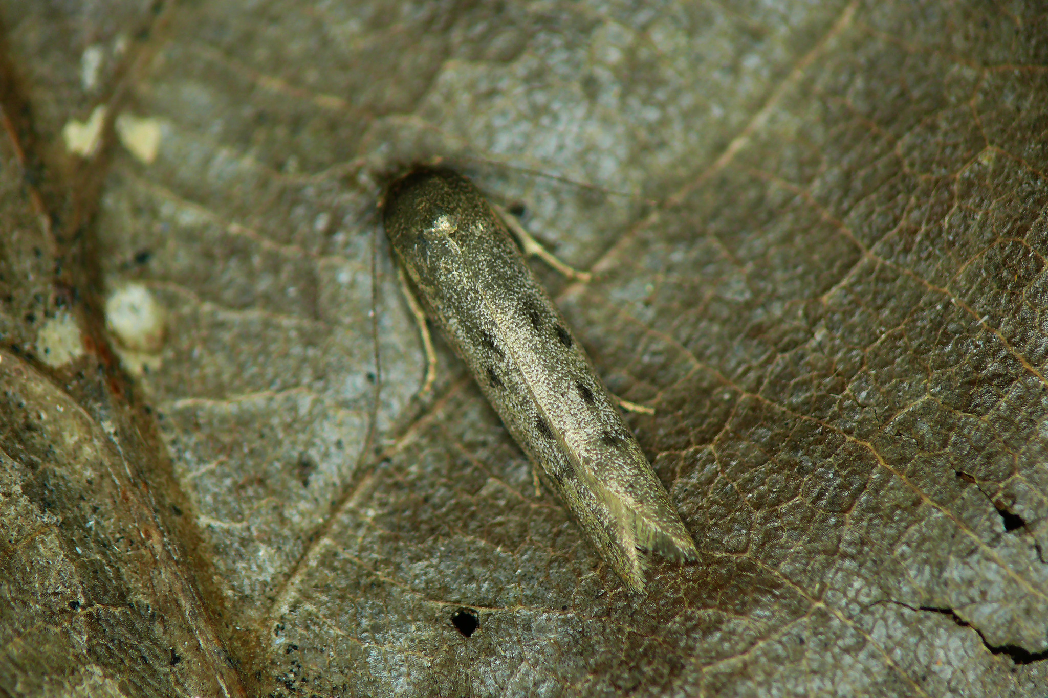 Hypatopa binotella (Thunberg, 1794)