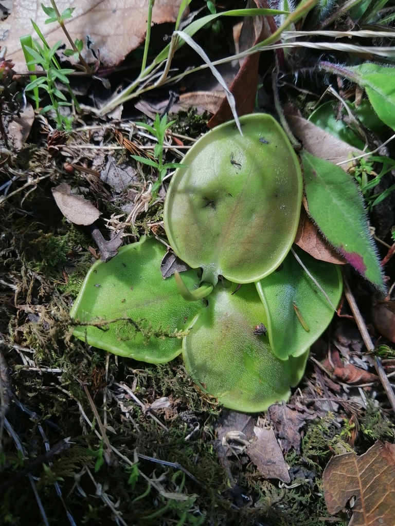 Pinguicula acuminata from 42127 Hgo., México on July 20, 2022 at 01:14 ...