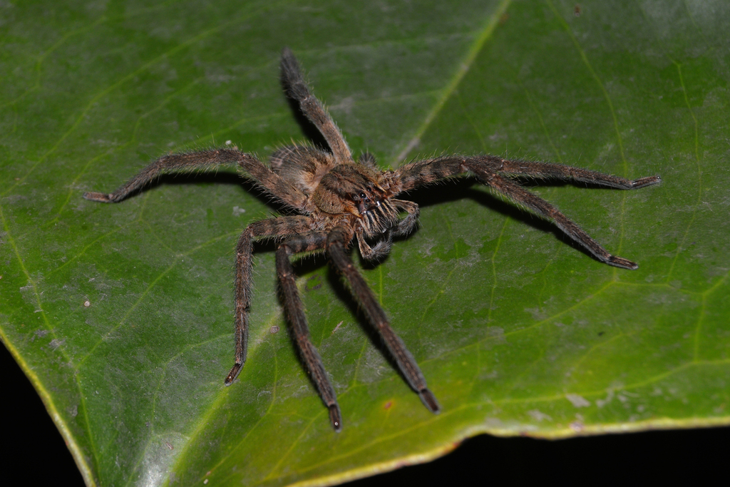 Bromeliad spiders from El Cedro, 91569 Coatepec, Ver., México on July ...
