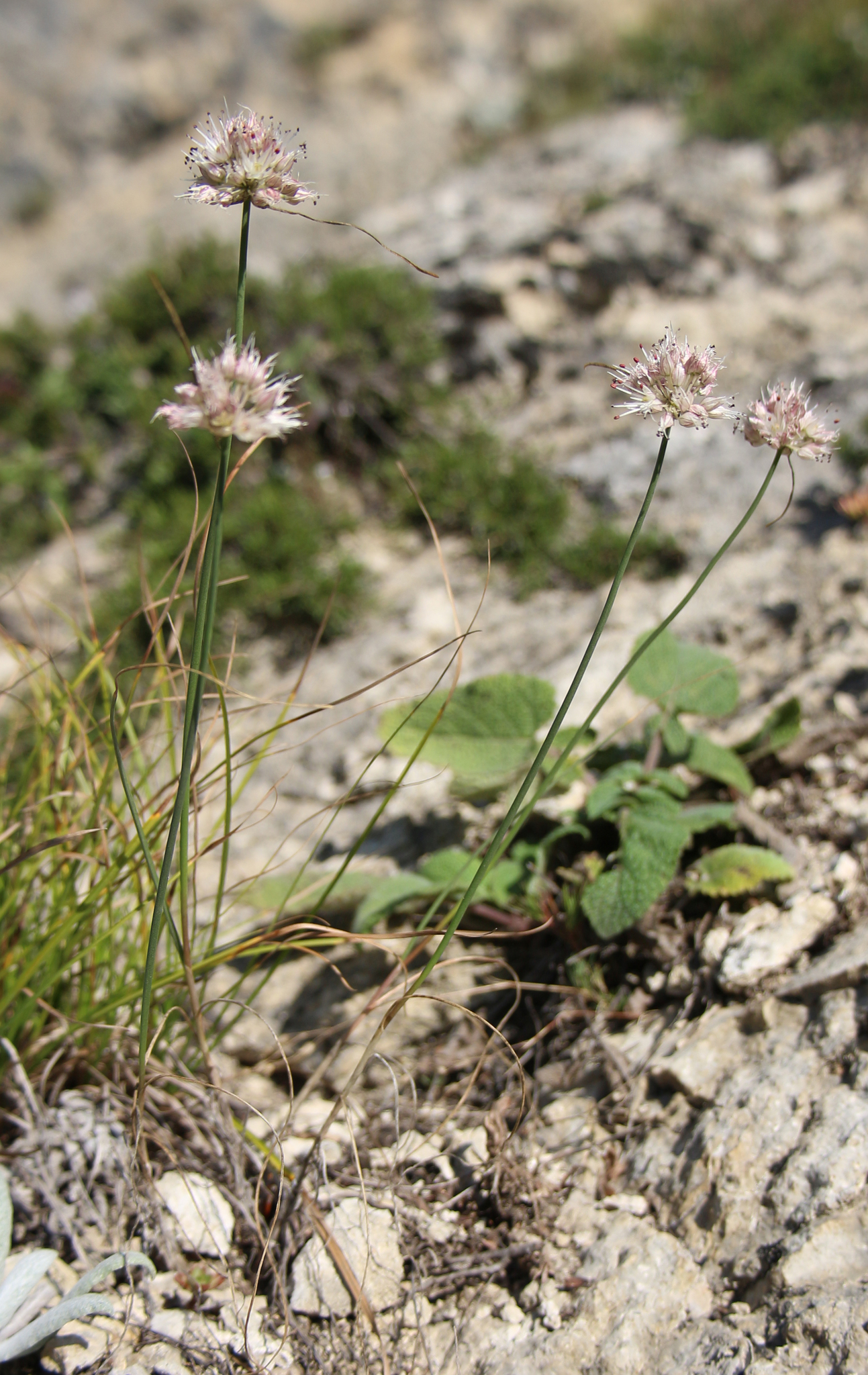 Allium saxatile M.Bieb.