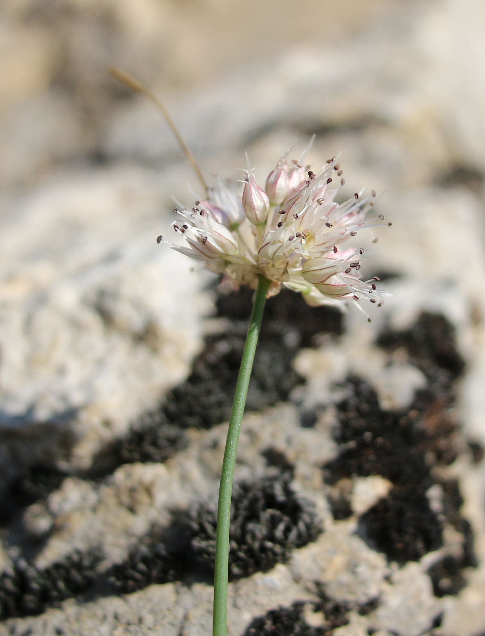 Allium saxatile M.Bieb.