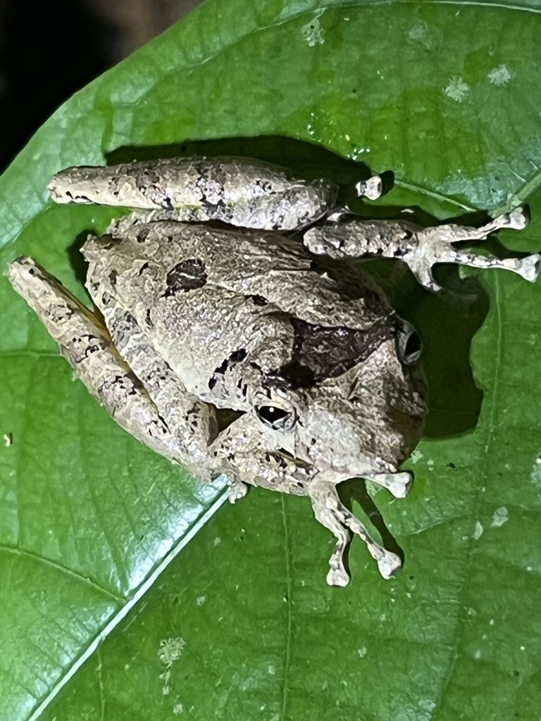 Eirunepe Snouted Tree Frog from Madre de Dios, PE on July 20, 2022 at ...