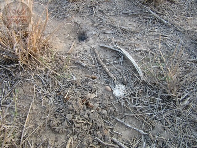 Texas Tan Tarantula from Maverick County, TX, USA on June 9, 2022 at 02 ...