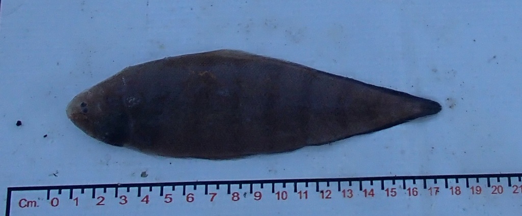 Chabanaud's Tonguefish from Bahía Santa Maria, Sinaloa. on October 10 ...