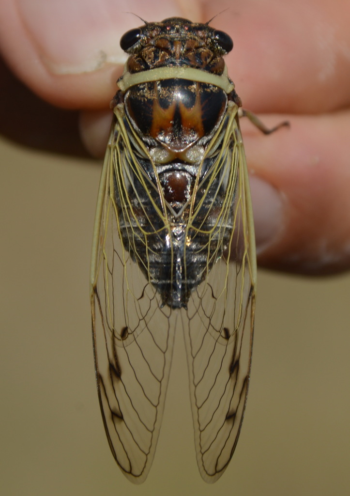Scrub Cicada (Diceroprocta marevagans) (Wildlife of the United States ...