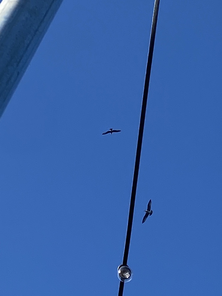 Azorean Gull from Faial Island, Horta, Azores, PT on August 16, 2022 at ...