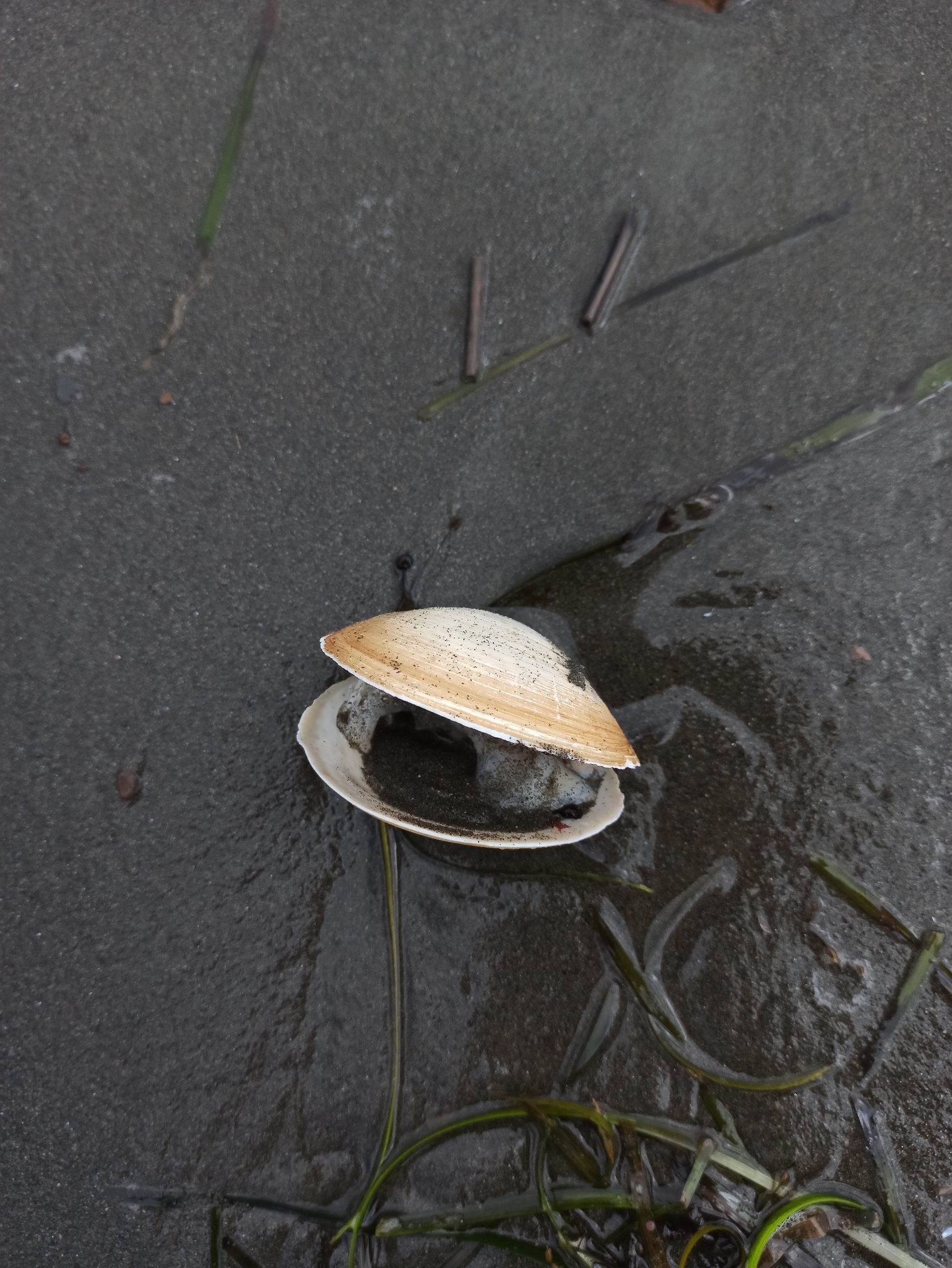 Spisula sachalinensis (Schrenck, 1862)