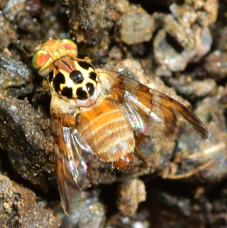 Carpomya vesuviana Costa, 1854