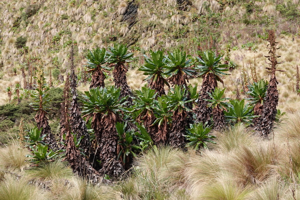 (Rumex tolimensis) - Botanical Realm