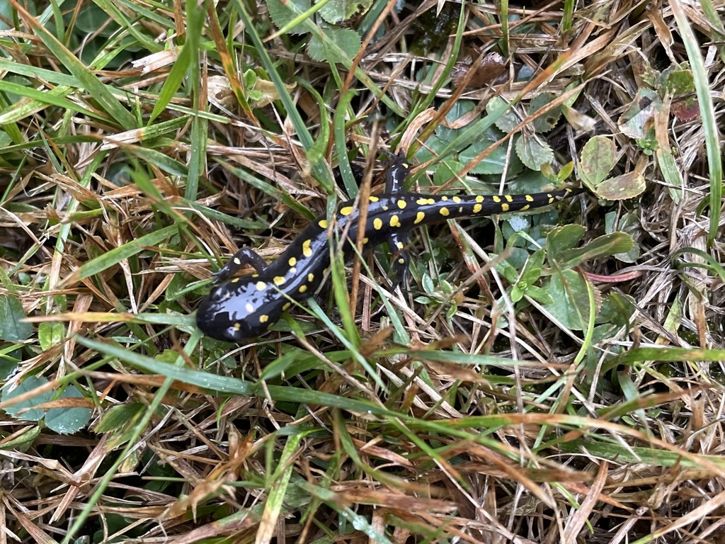 Spotted Salamander in August 2022 by coler47. Small (~3 inches ...