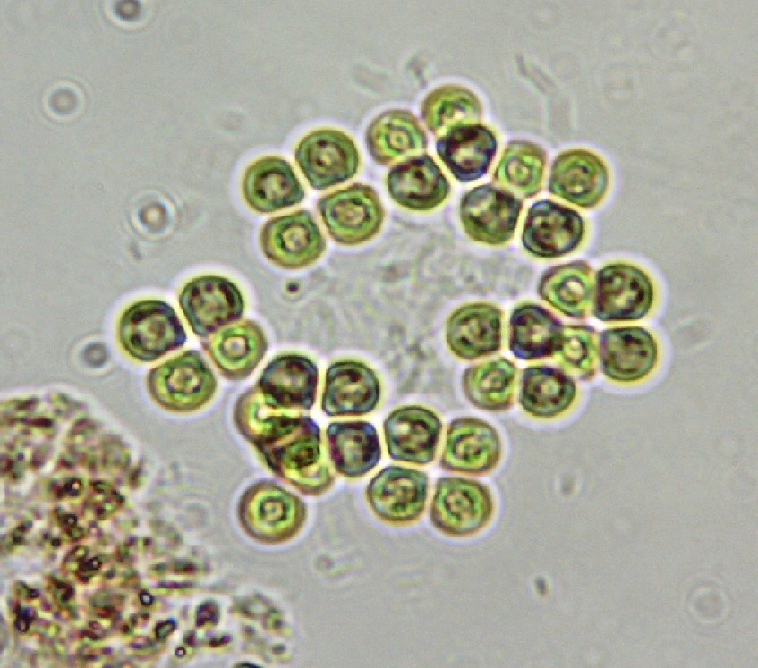 Crucigenia quadrata from Weaver Brook, Rt. 44, Mansfield CT on August 6 ...